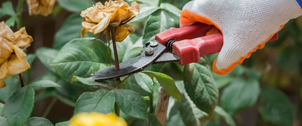 Trimming & Pruning – Stiles Landscape